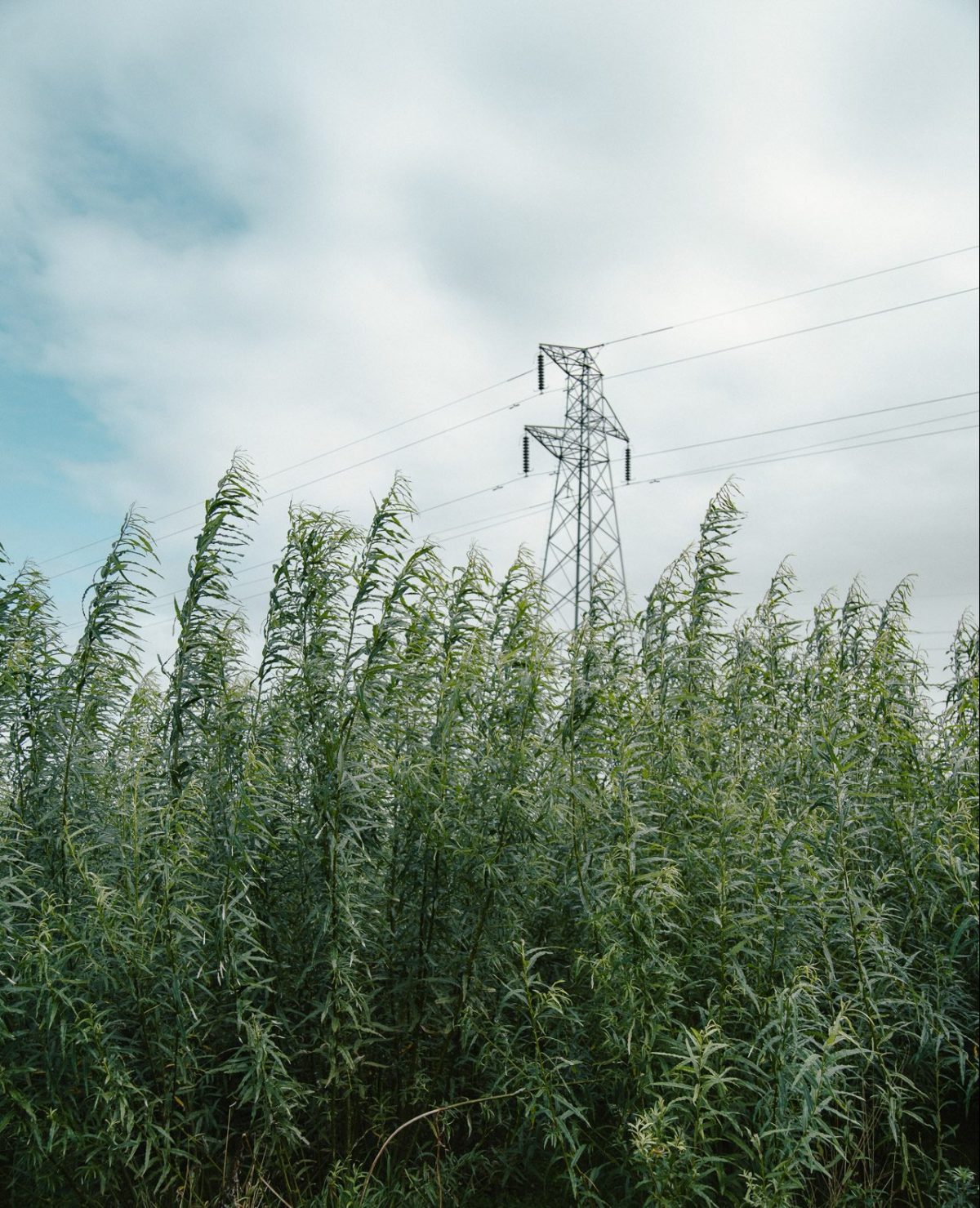 What are Energy Crops? – Energy Crops Consultancy