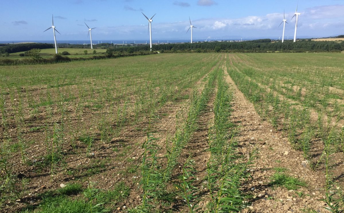 Energy Crops Consultancy – Sustainably growing power by encouraging the ...