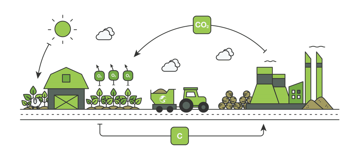 Energy Crops Consultancy – Sustainably growing power by encouraging the ...