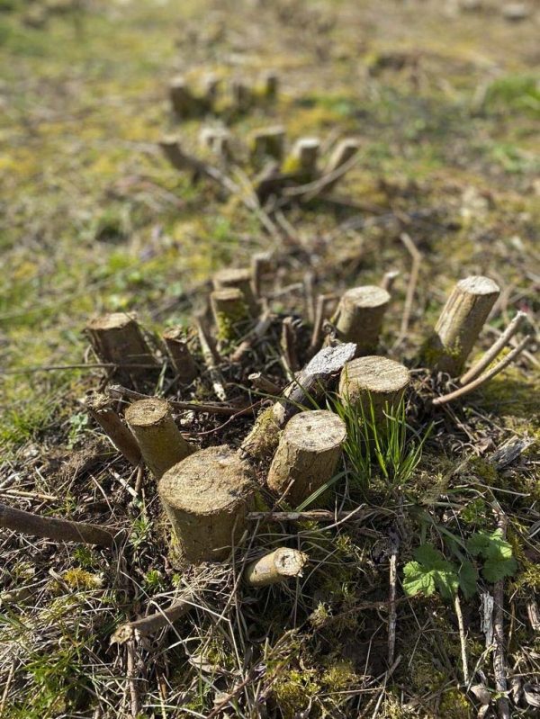 Harvest Management – Energy Crops Consultancy