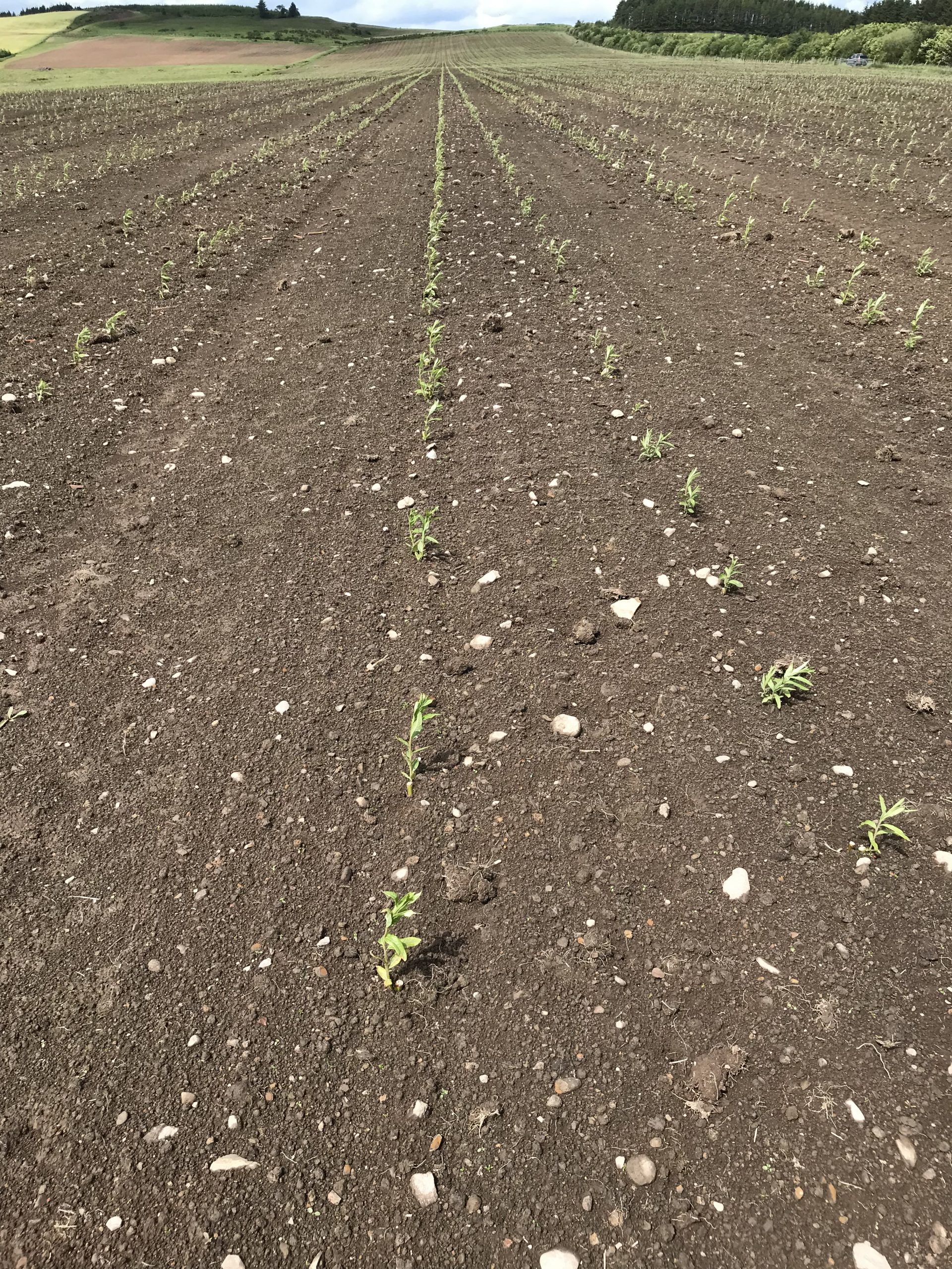 Planting – Energy Crops Consultancy