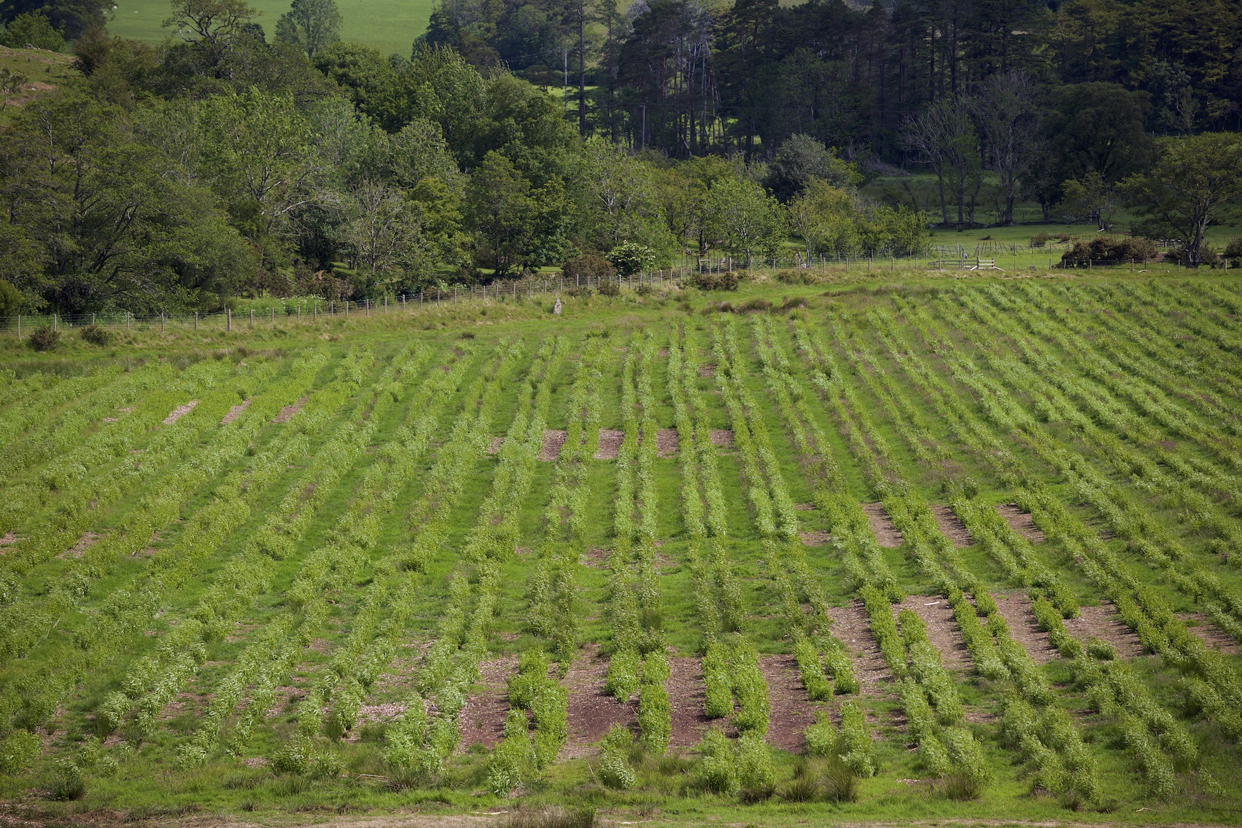 Paradigm Farm – Energy Crops Consultancy