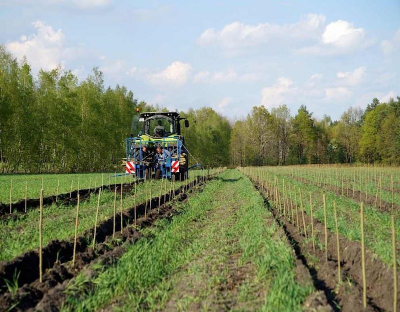 Poplar – Energy Crops Consultancy